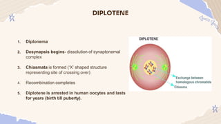 Cell cycle and cell division part 1 (meiosis) | PPT