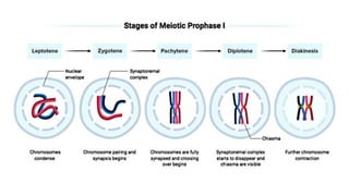 Cell cycle and cell division part 1 (meiosis) | PPT