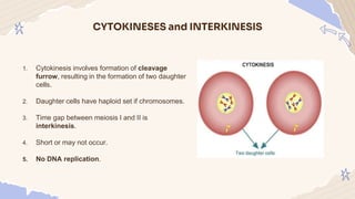 Cell cycle and cell division part 1 (meiosis) | PPT
