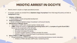 Cell cycle and cell division part 1 (meiosis) | PPTX