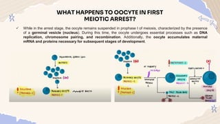 Cell cycle and cell division part 1 (meiosis) | PPTX