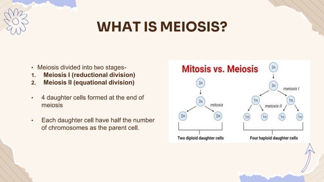 Cell cycle and cell division part 1 (meiosis) | PPT
