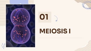 Cell cycle and cell division part 1 (meiosis) | PPT