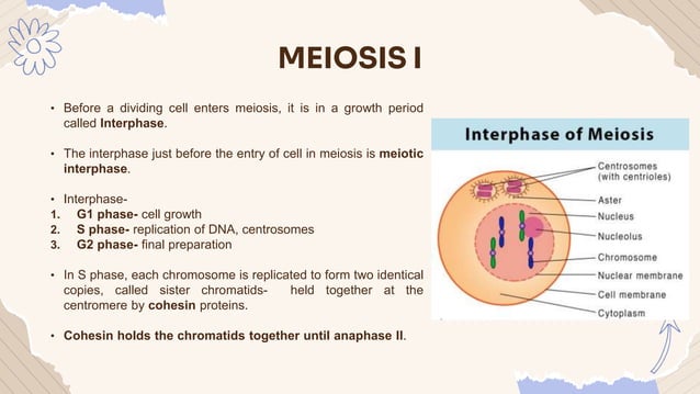 Cell cycle and cell division part 1 (meiosis) | PPT