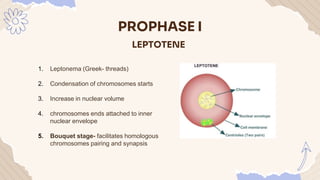 Cell cycle and cell division part 1 (meiosis) | PPT