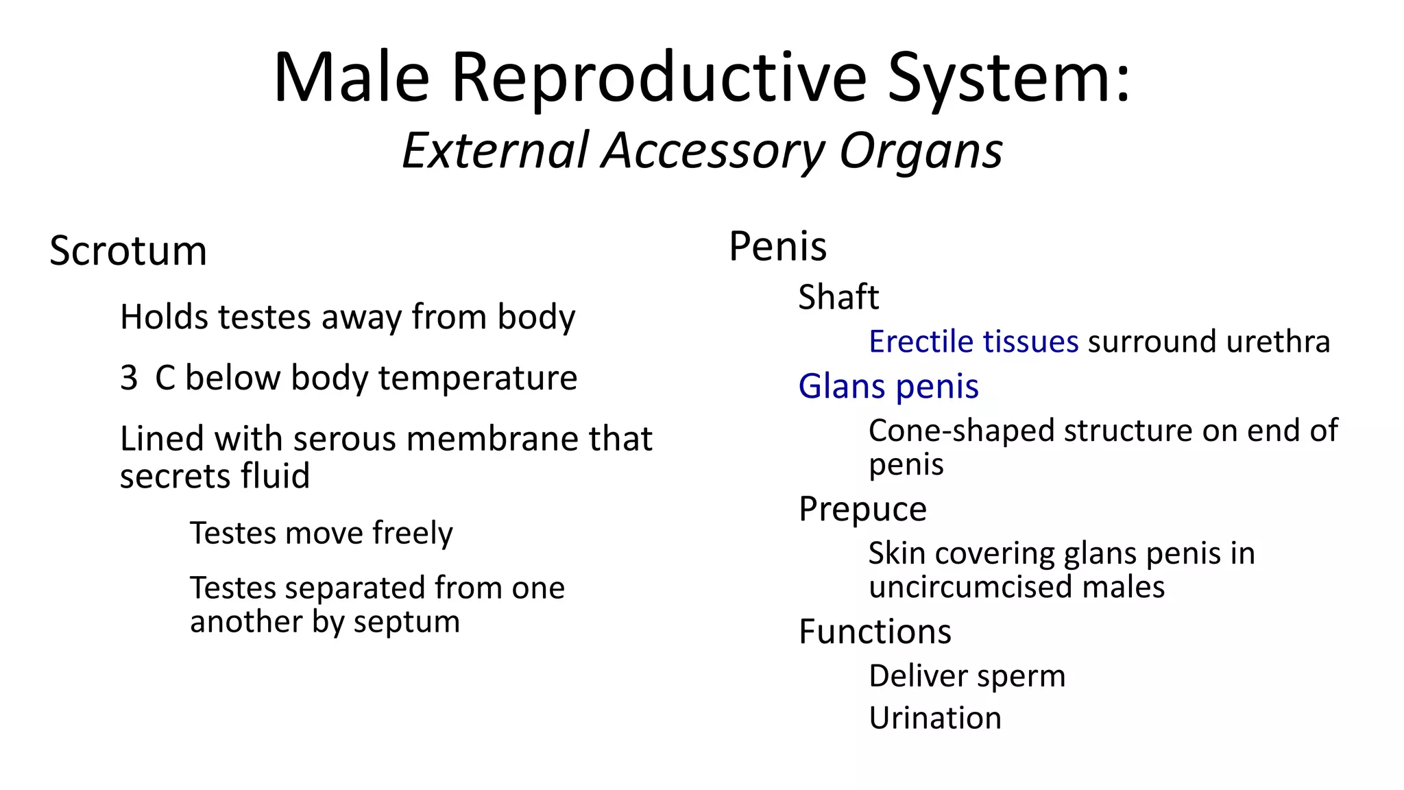 Meiosis and the male reproductive system | PPTX