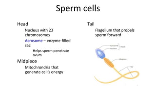 Meiosis and the male reproductive system | PPTX