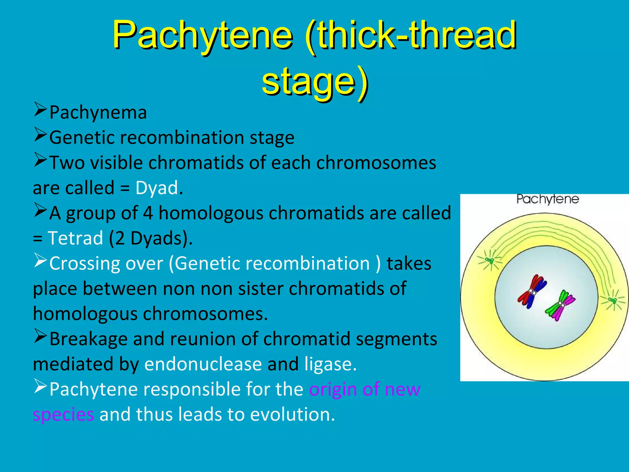 Meiosis | PPT