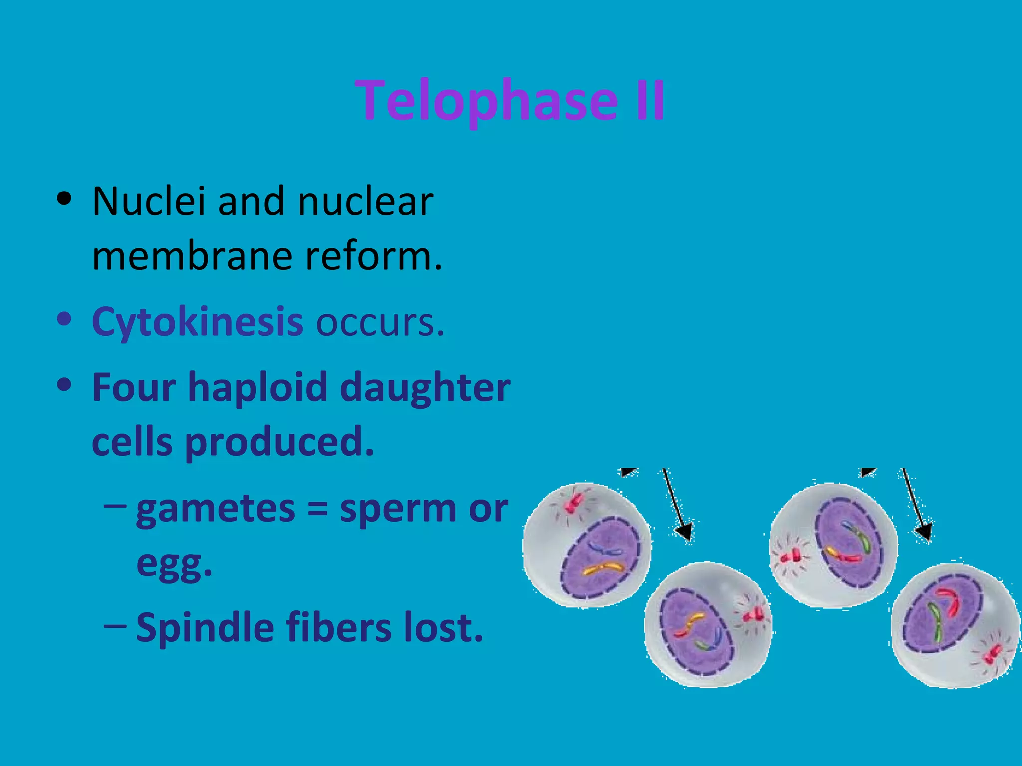 Meiosis | PPT