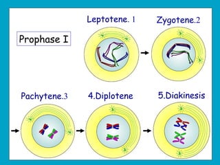 Meiosis | PPT