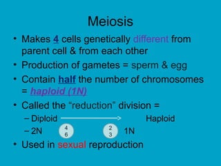 Meiosis | PPT