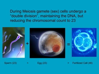 Meiosis | PPT
