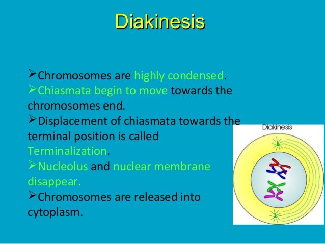 Meiosis
