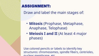 Meiosis vs. Mitosis: Cell Division Showdown.pptx