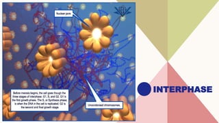 Meiosis vs. Mitosis: Cell Division Showdown.pptx