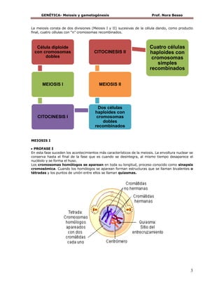 Meiosis y gametogénesis | PDF