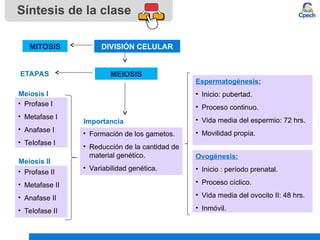 BIOLOGIA, MEIOSIS Y GAMETOGENESIS IMPORTNACIA.ppt