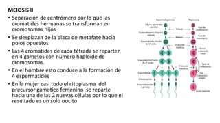 Meiosis y mitosis | PPTX