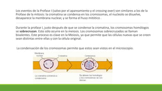 Meiosis y reproducción sexual | PPTX