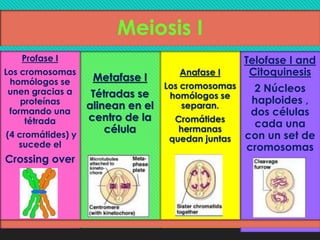 Meiosis y variacion genética | PPTX