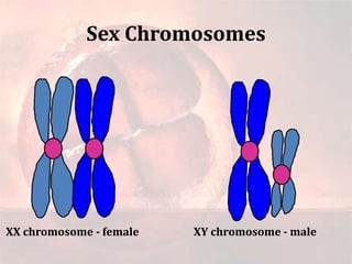 Meiotic cell division | PPSX