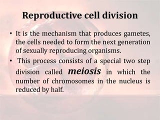Meiotic cell division | PPSX