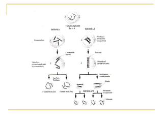 Meioza | PPT