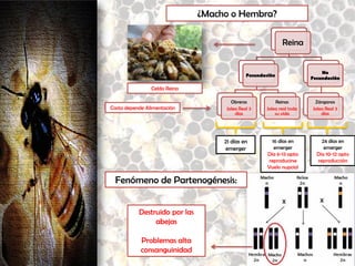 Mejoramiento genético de abejas | PDF