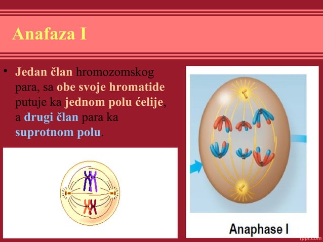 Mejoza | PPT