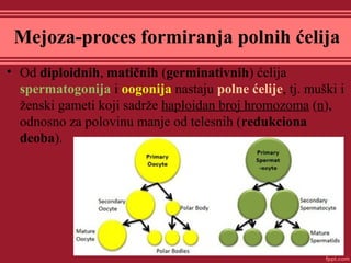 Mejoza | PPT