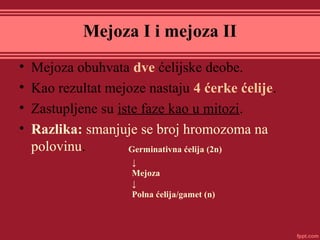 Mejoza | PPT