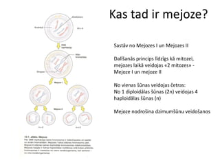 Mejoze | PDF