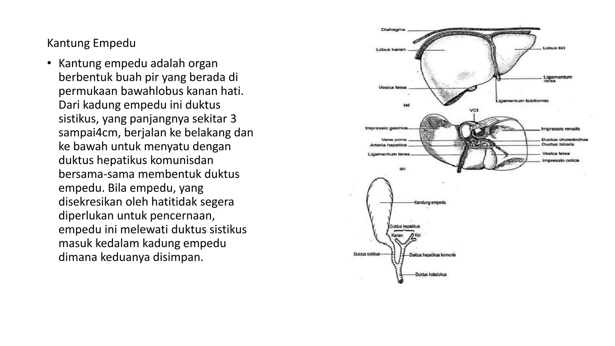 Mekanisme dan fungsi organ | PPTX