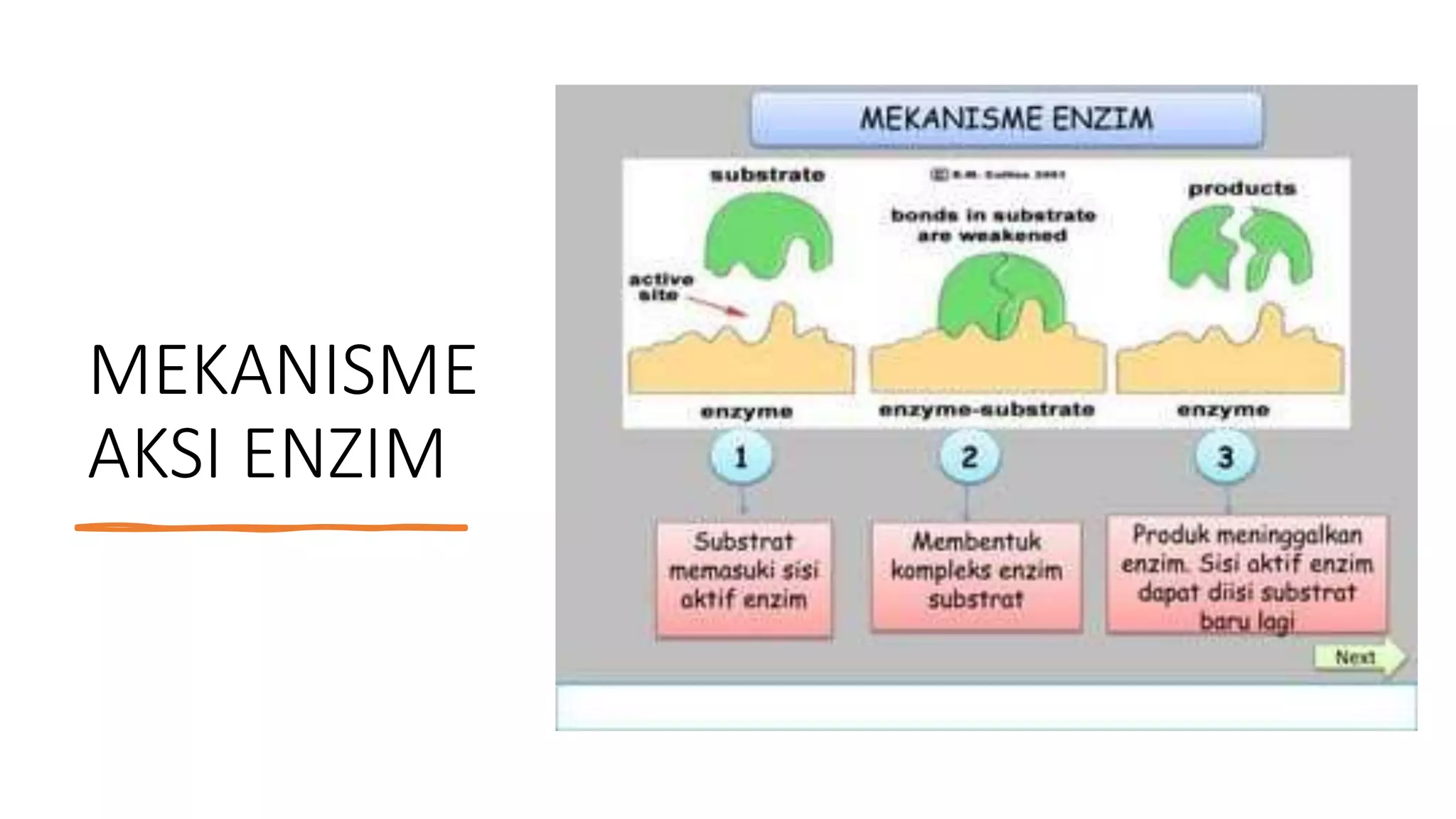 MEKANISME KERJA ENZIM DALAM PROSES BIOKIMIA.pptx
