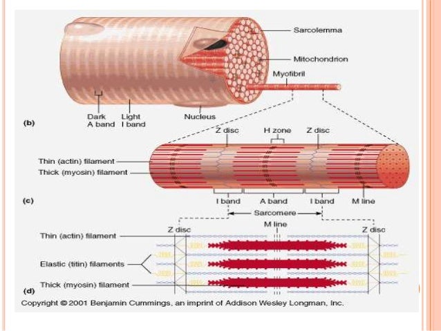 Mekanisme kerja otot & rangka hewan