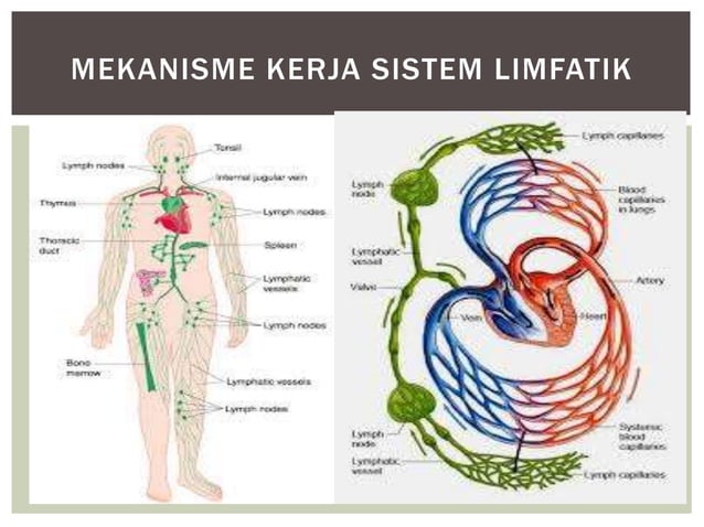 Mekanisme kerja sistem limfatik.pptx
