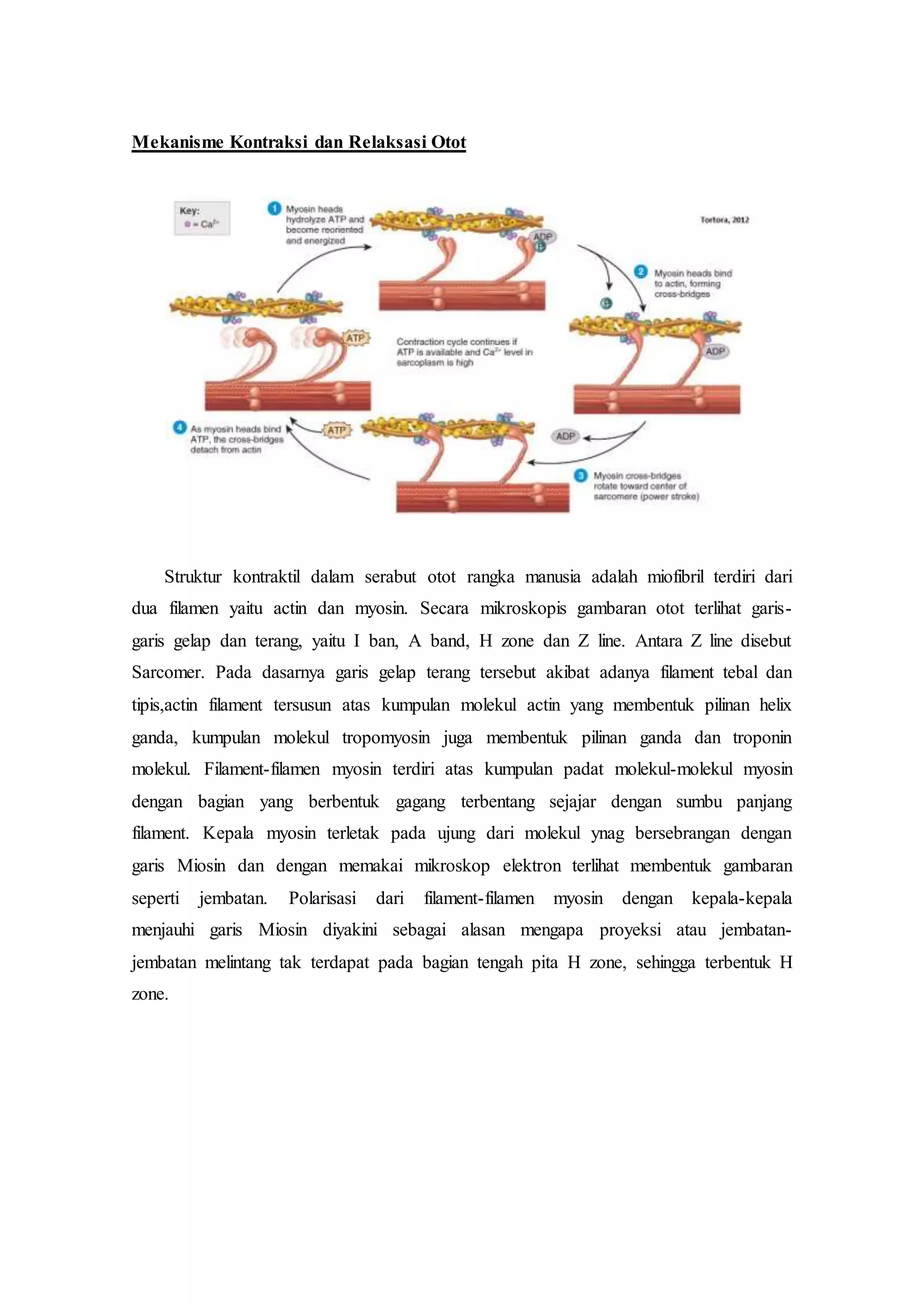 Mekanisme kontraksi otot | PDF