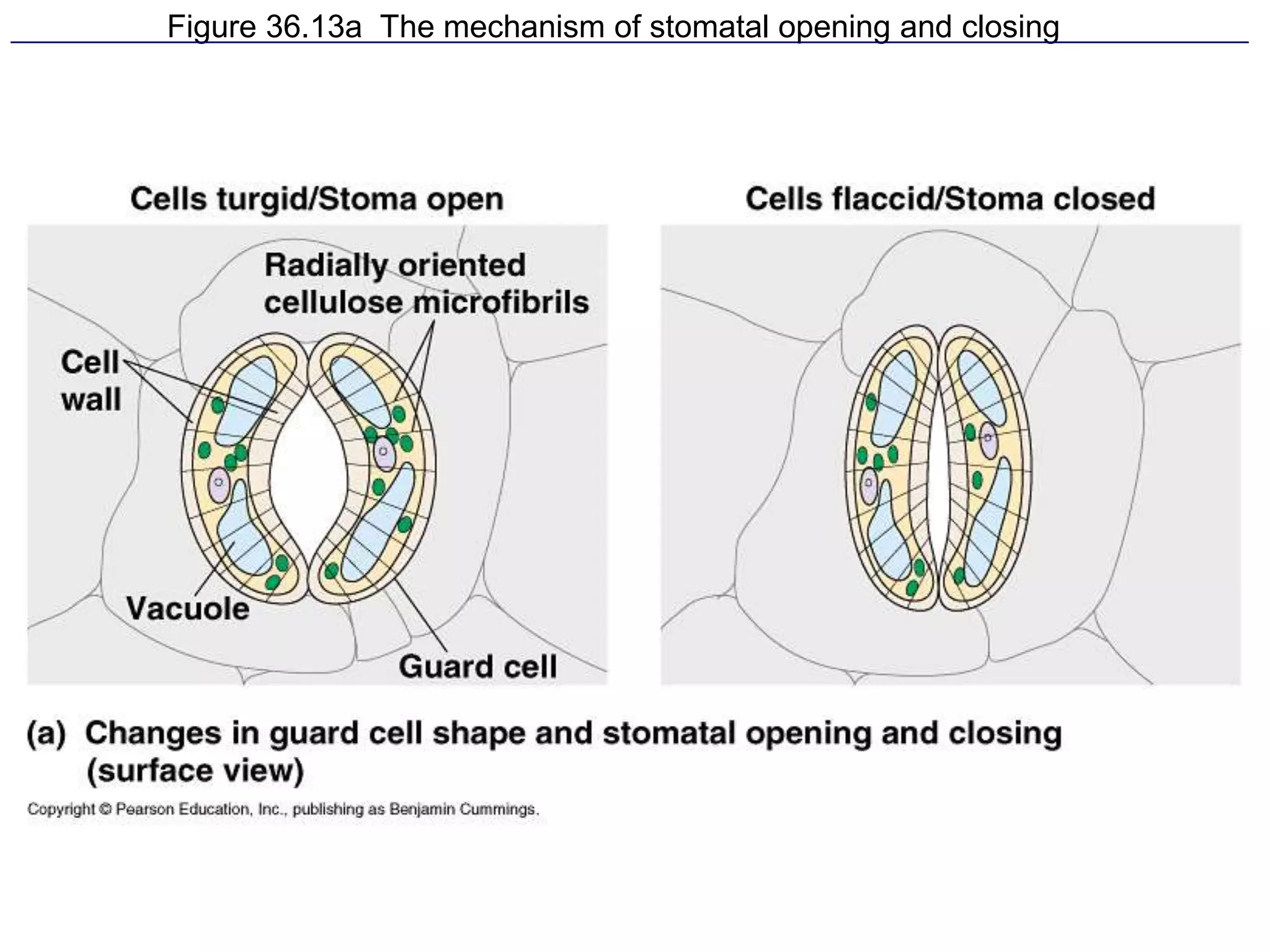 MEKANISME MEMBUKA DAN MENUTUPNYA STOMATA.pptx