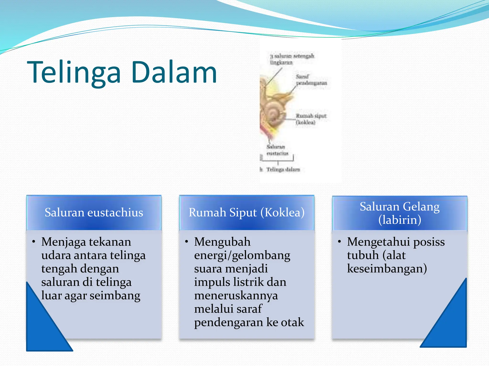 Mekanisme Mendengar Pada Manusia dan Hewan.pptx