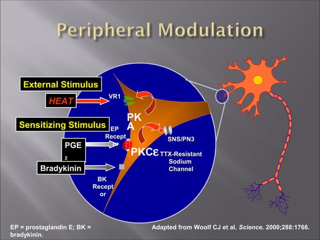 Mekanisme nyeri | PPT