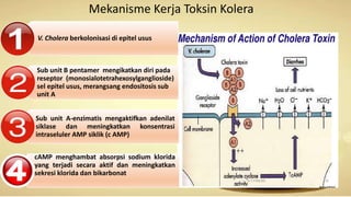 Mekanisme patogenisitas vibrio cholera | PPTX