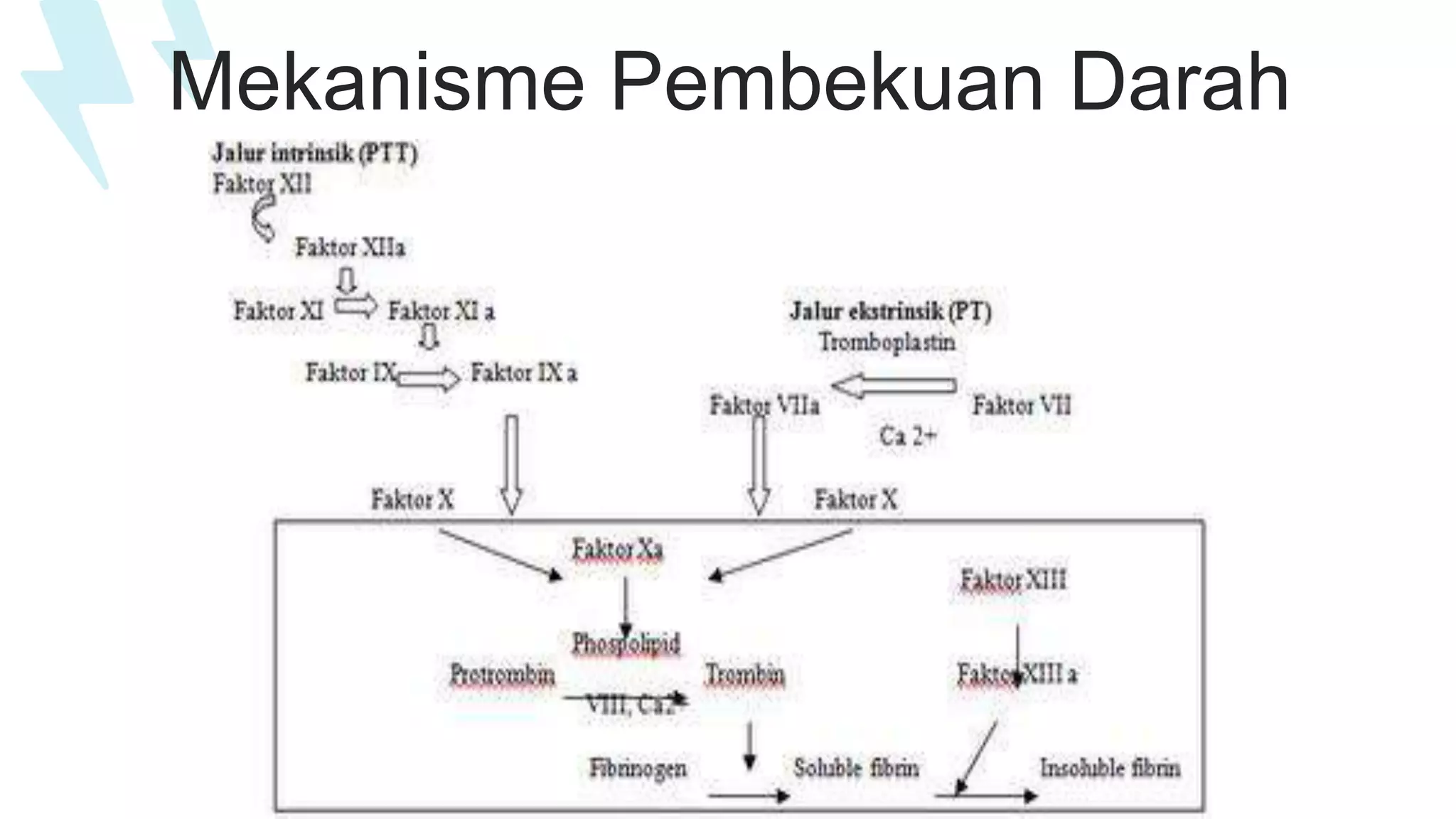 MEKANISME PEMBEKUAN.pptx