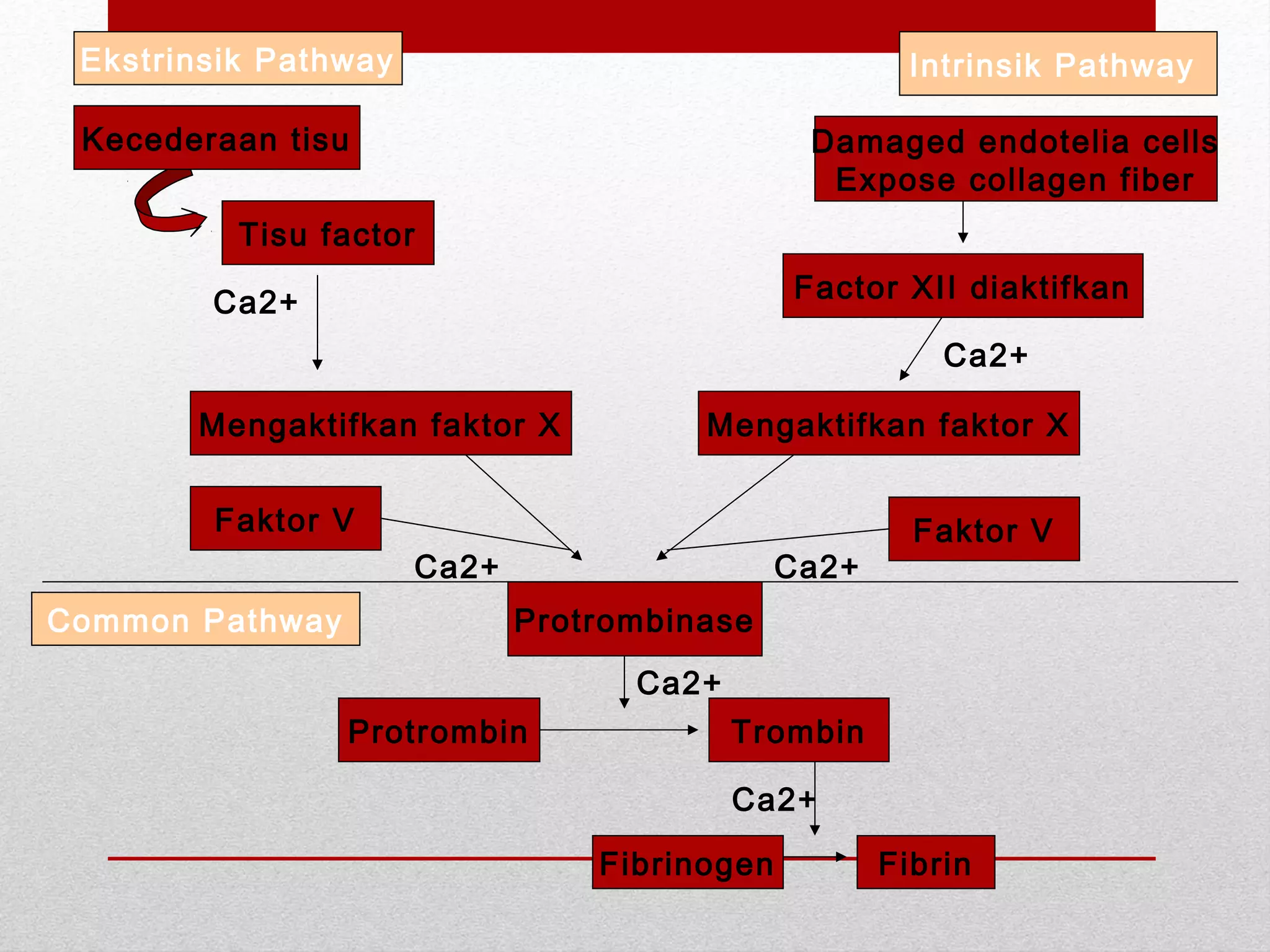 Mekanisme pembekuan darah | PPT