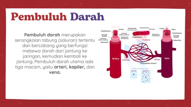 Mekanisme Peredaran darah_XI-F2_Pertemuan 2.pdf