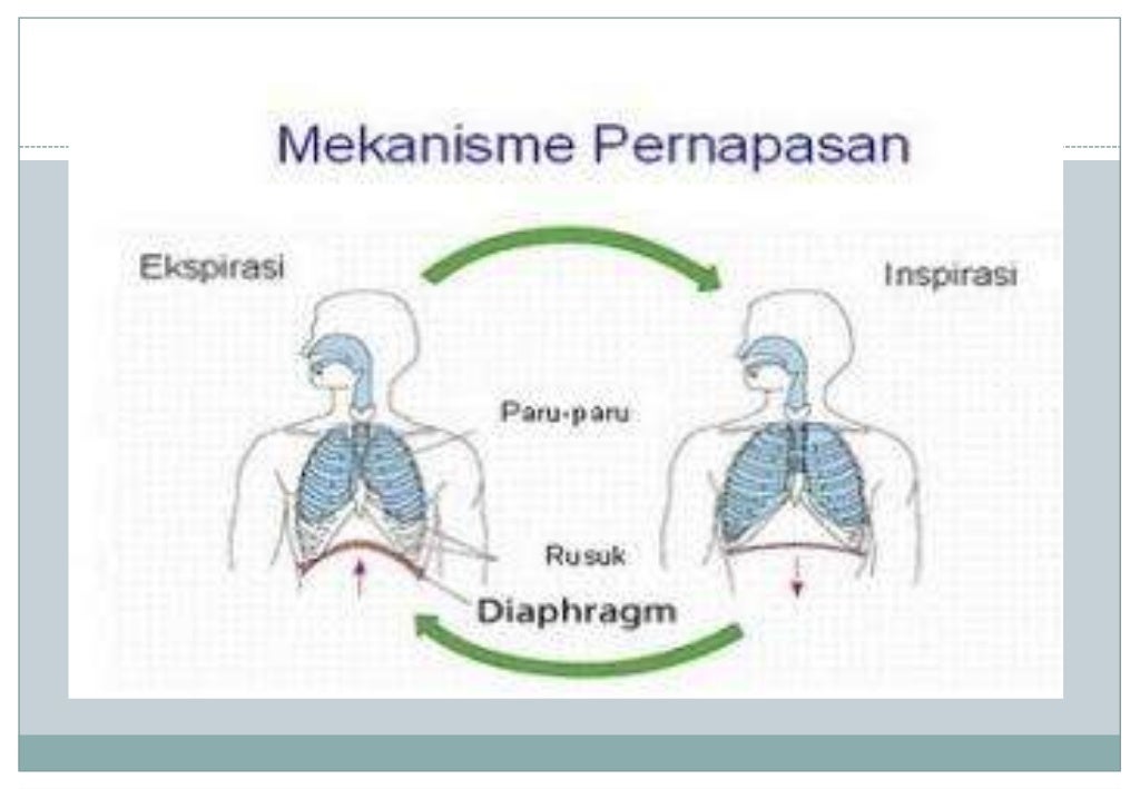 Mekanisme pernapasan dada dan pernapasan perut Mekanisme pernapasan dada dan pernapasan perut