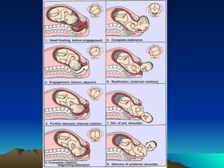 MEKANISME_PERSALINAN_NORmal............pt