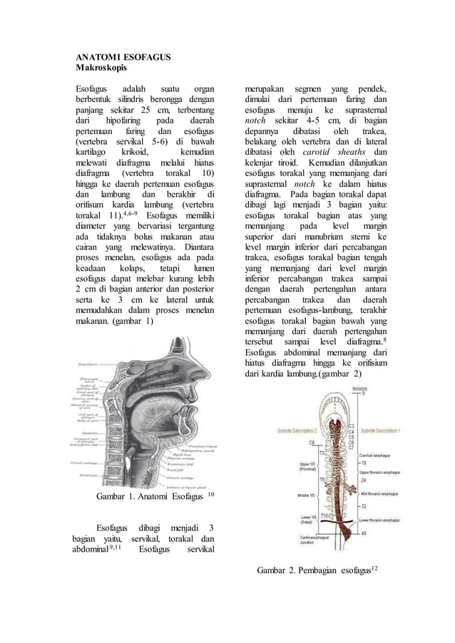 Mekanisme pertahanan mukosa esofagus jurnal tht kl | PDF