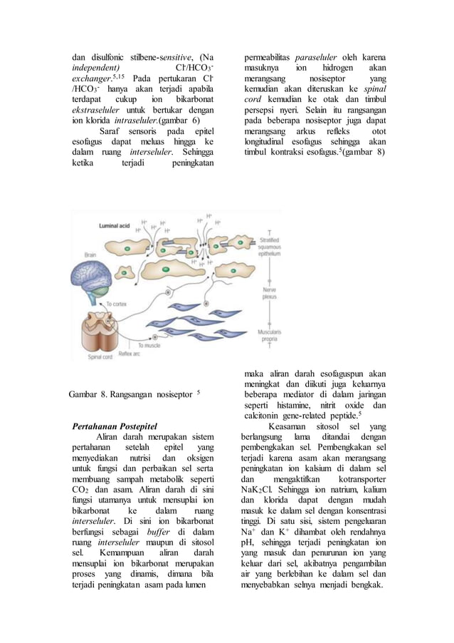 Mekanisme pertahanan mukosa esofagus jurnal tht kl | PDF