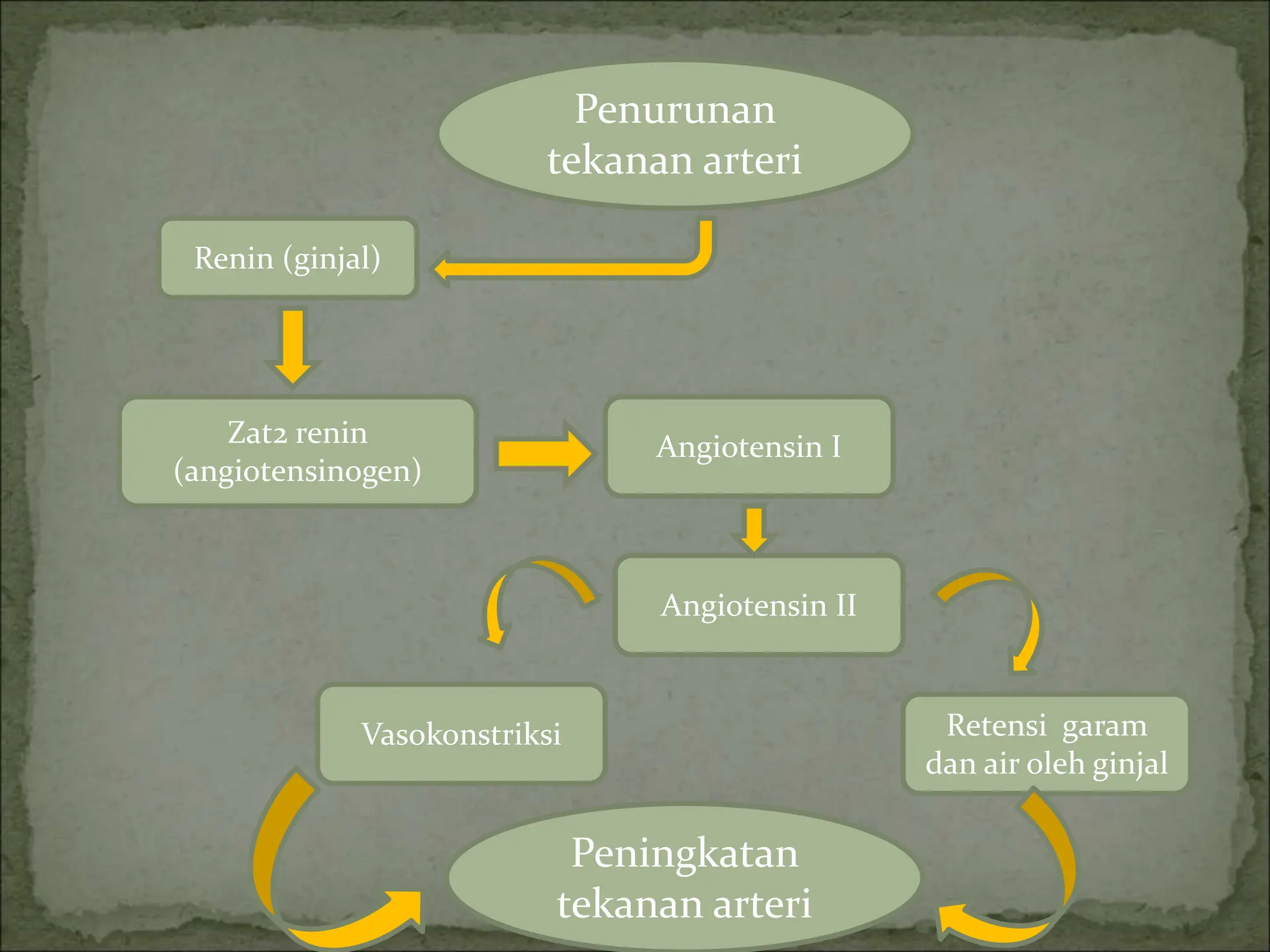 MEKANISME REGULASI DAN SIRKULASI DARAH.ppt