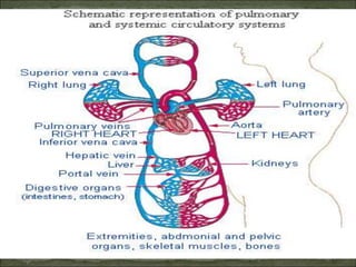 MEKANISME REGULASI DAN SIRKULASI DARAH.ppt